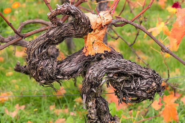 Hans Joachim Iwands Predigt über Johannes 15,1-8 von 1937: „Es ist ...